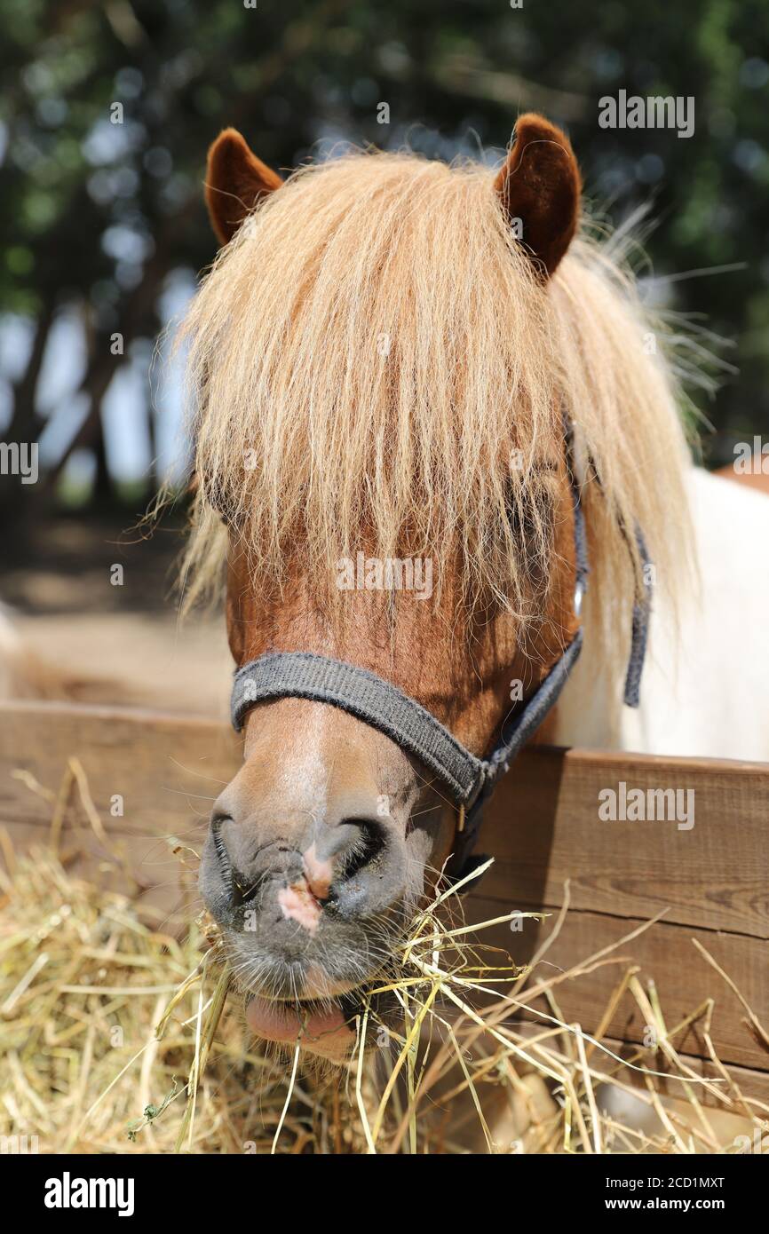 White Horse Eating Hay In A Stable High Resolution Stock Photography ...