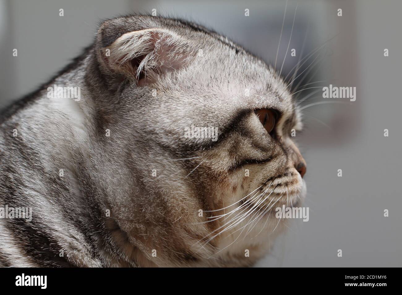 Closeup shot of a grey fat cat Stock Photo - Alamy
