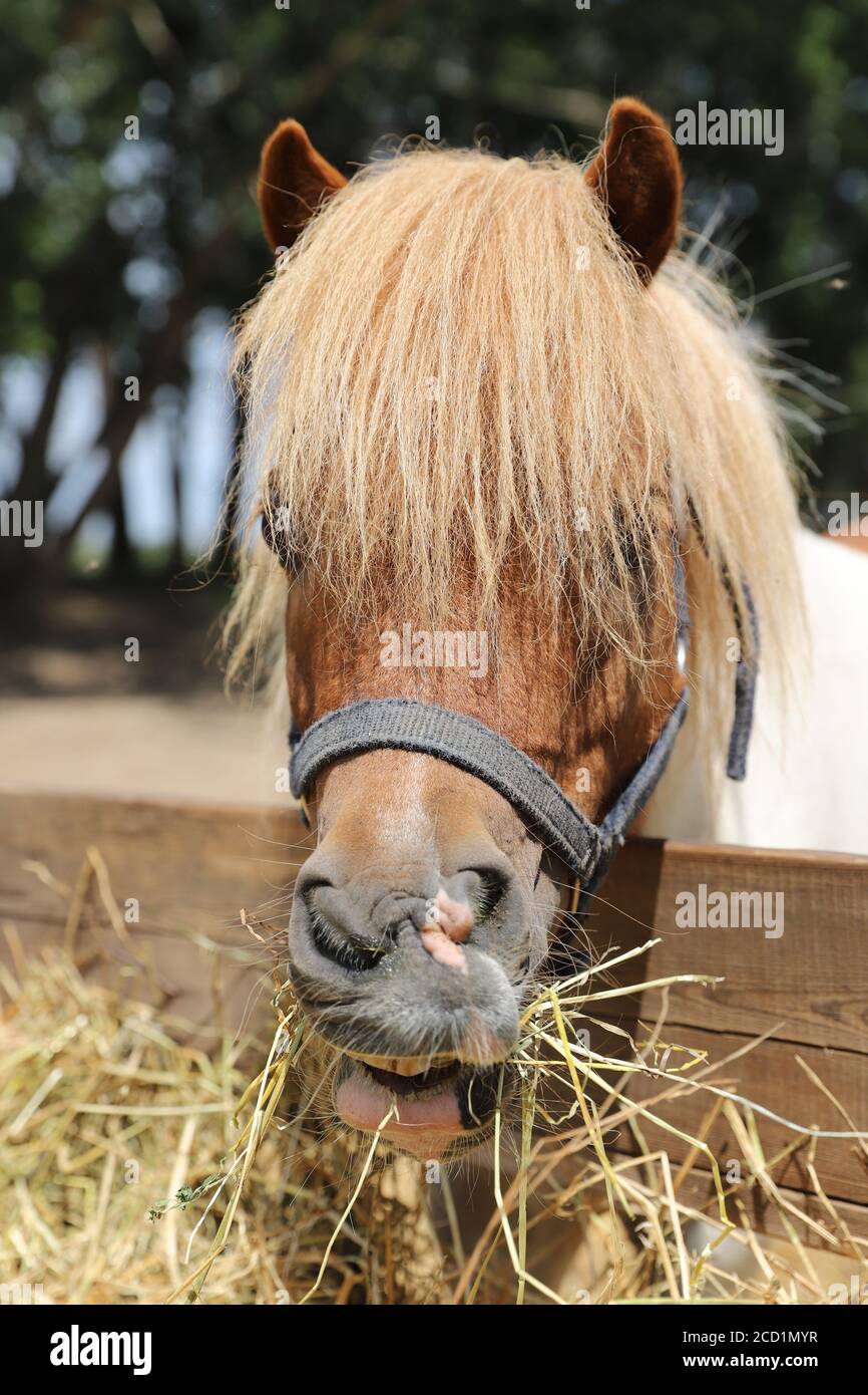Rural pony horse eat hay behind a wood fence at rural animal farm Stock ...