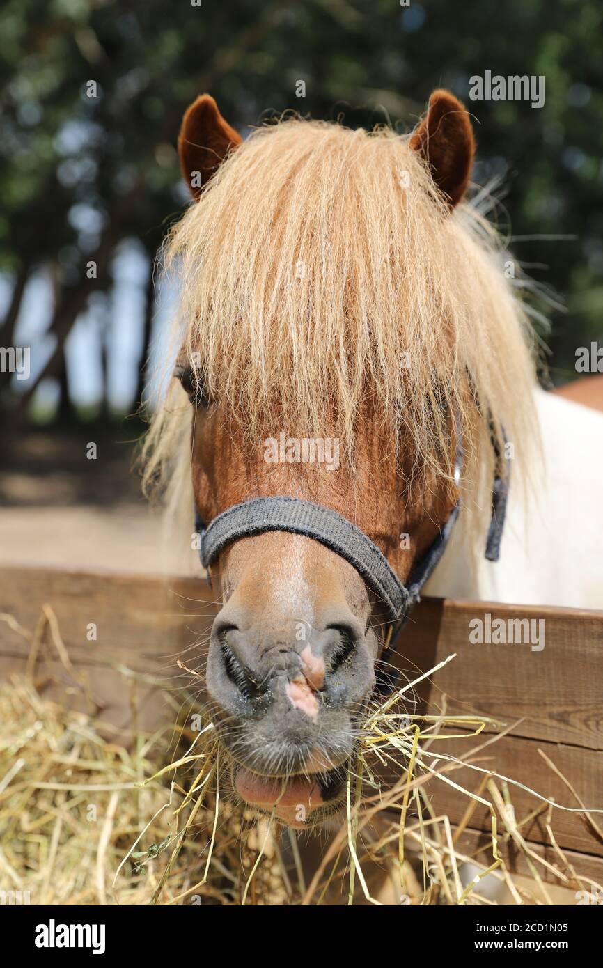 Rural pony horse eat hay behind a wood fence at rural animal farm Stock ...