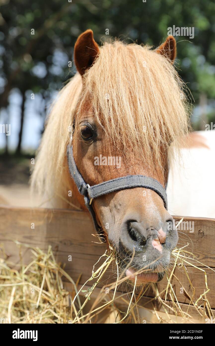 White horse eating hay in a stable hi-res stock photography and images ...