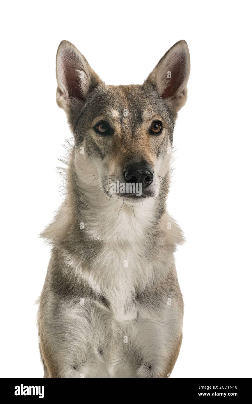 Portrait of a female tamaskan hybrid dog looking at the camera on white ...