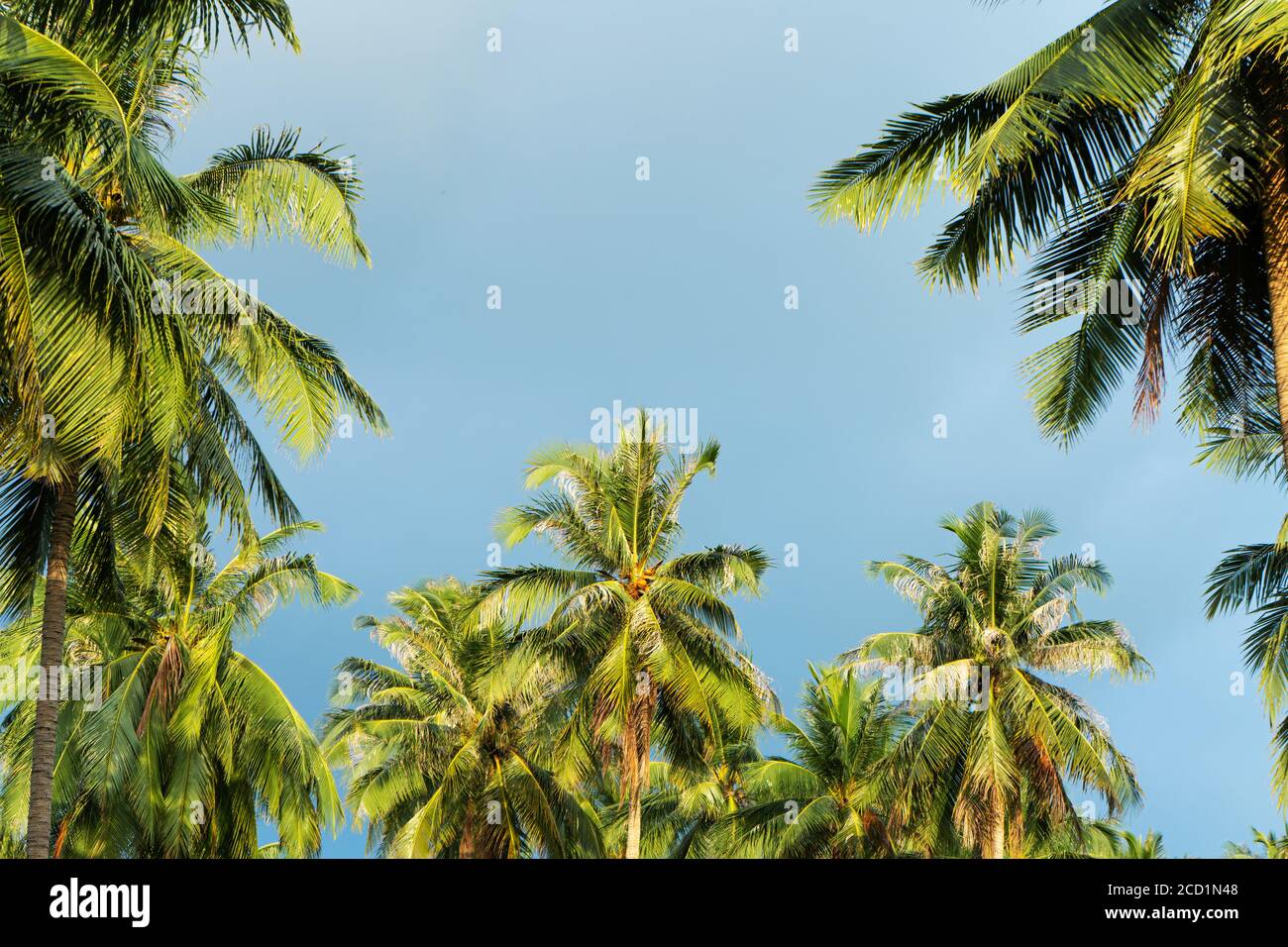 palm grove. Palm trees in the tropical jungle. Symbol of the tropics ...
