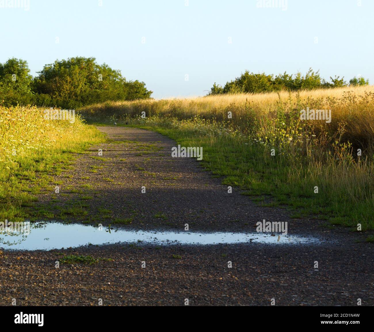 path in a field with puddle Stock Photo - Alamy