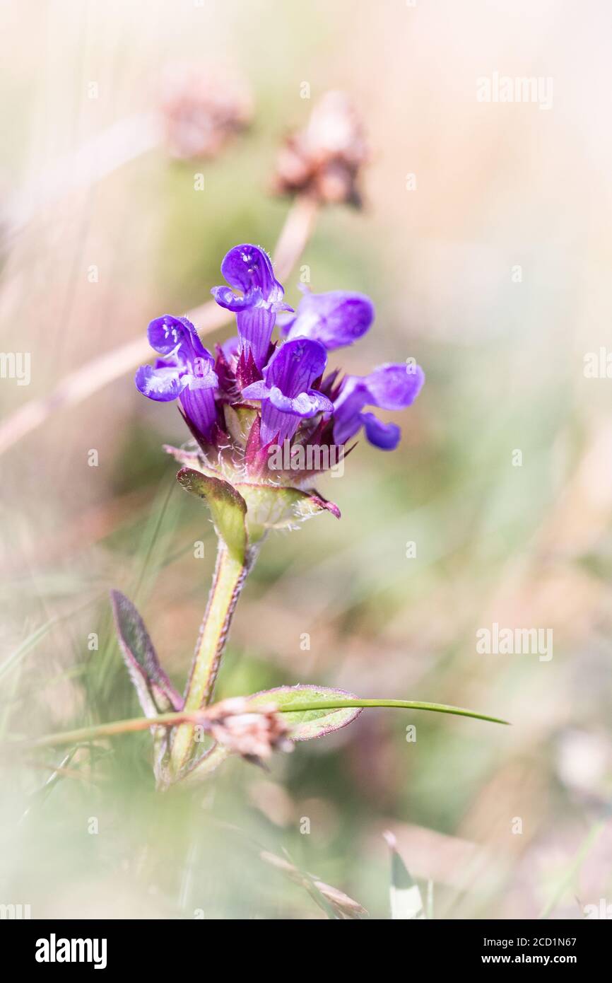 The self heal (Prunella vulgaris) grows in the Sussex wildflower meadow ...