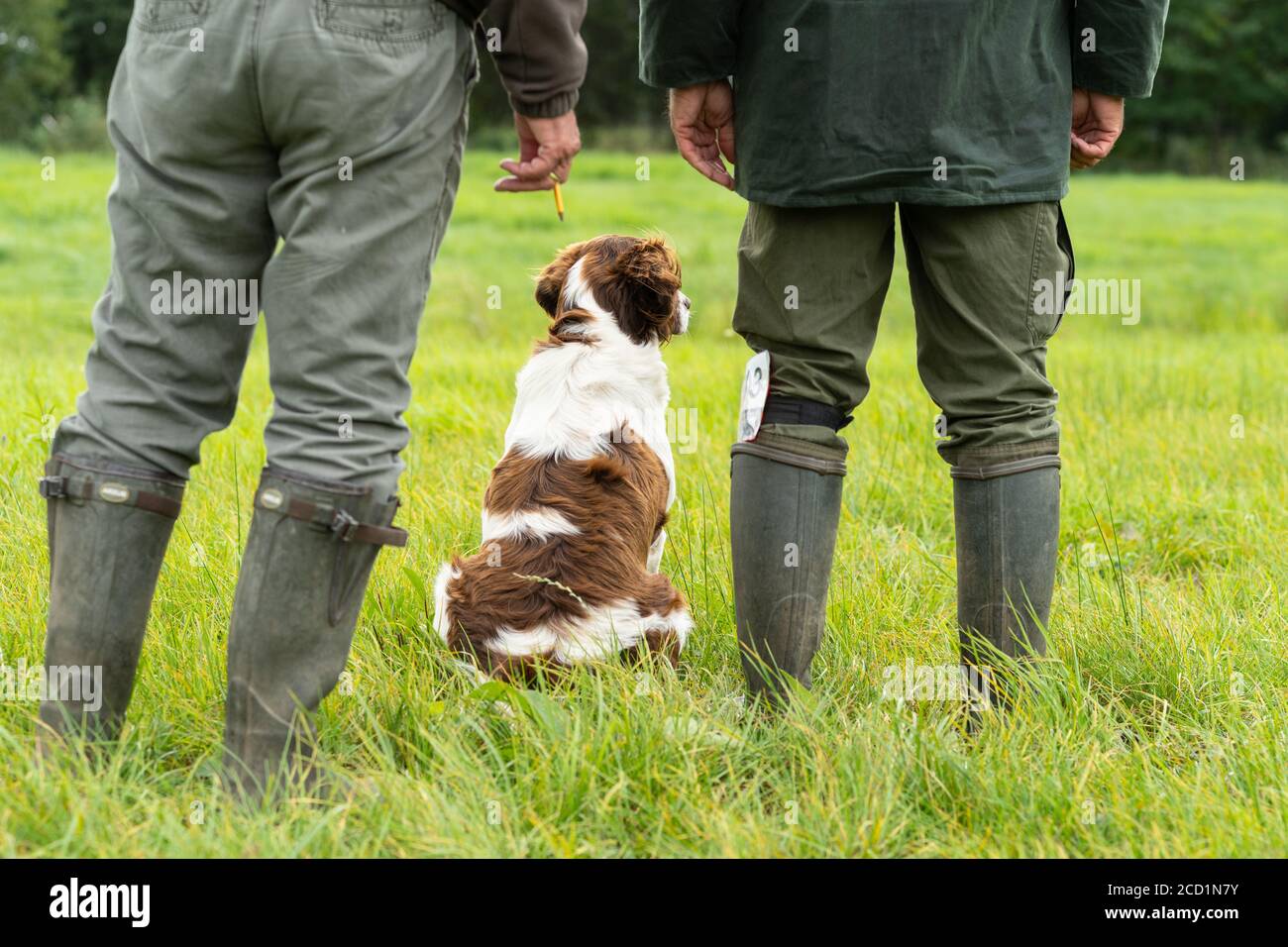 Dutch partridge dog, Drentse patrijs hond, sitting between two hunters ...