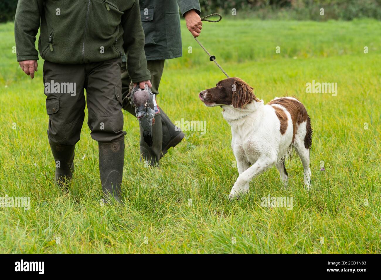 Dutch partridge dog, Drentse patrijs hond, walking on a leash with two ...