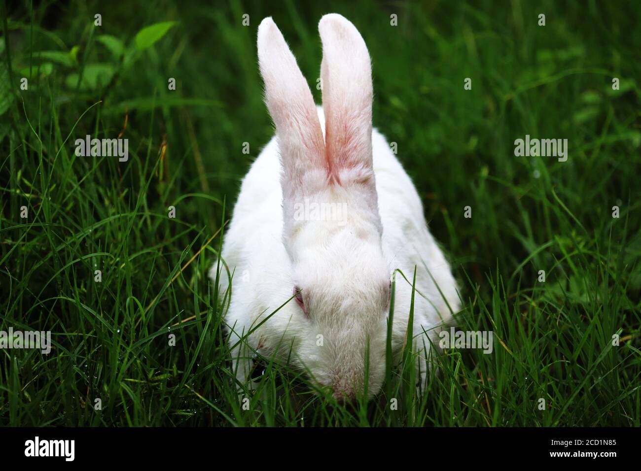 Pictures of Rabbit Stock Photo - Alamy