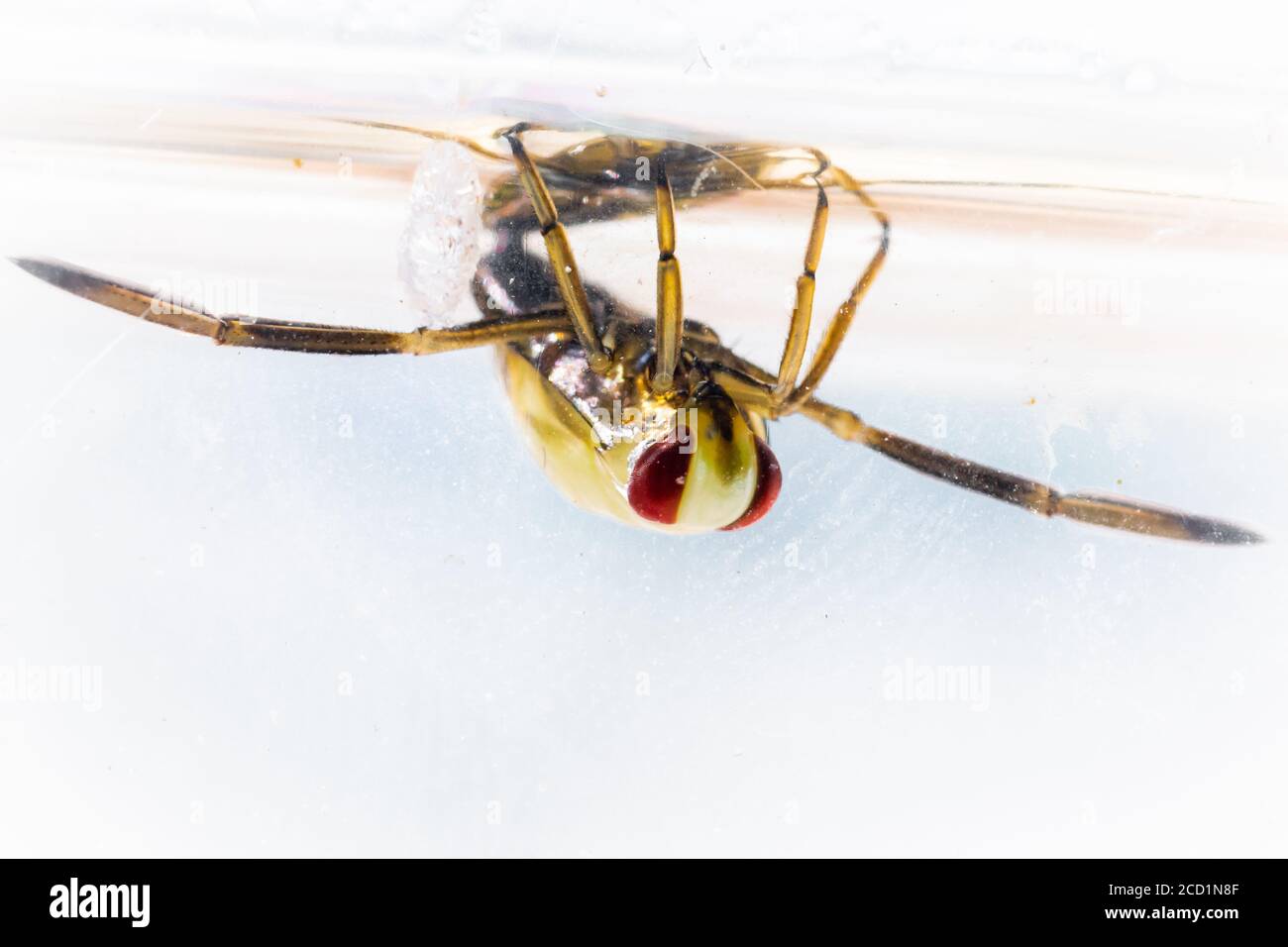 A common backswimmer (Notonecta glauca) sits on the surfacce of the ...