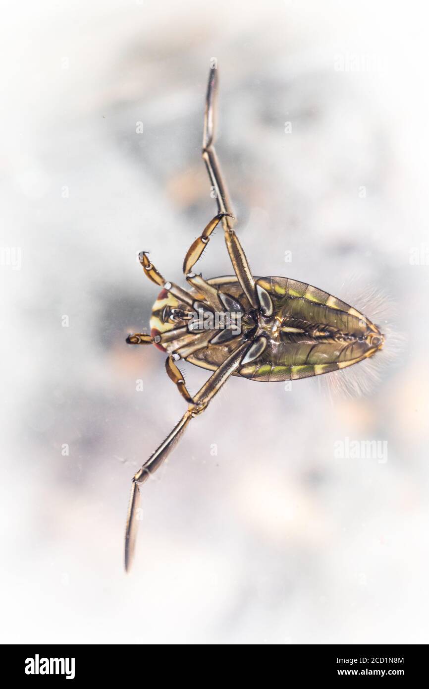 The common backswimmer (Notonecta glauca) swims past in the ...