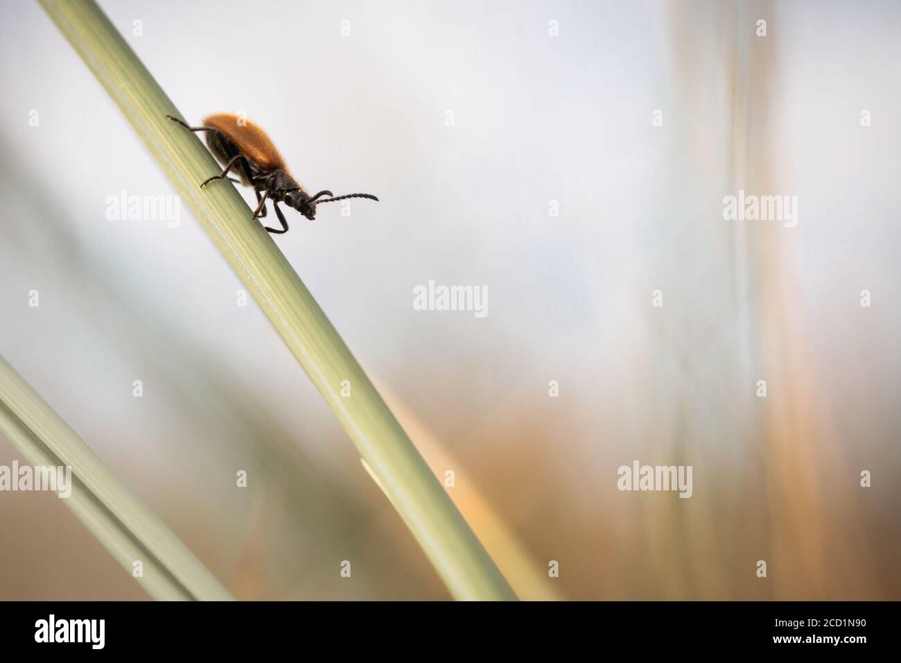A hairy brown darkling beetle (Lagria hirta) walks down a grass stem on ...