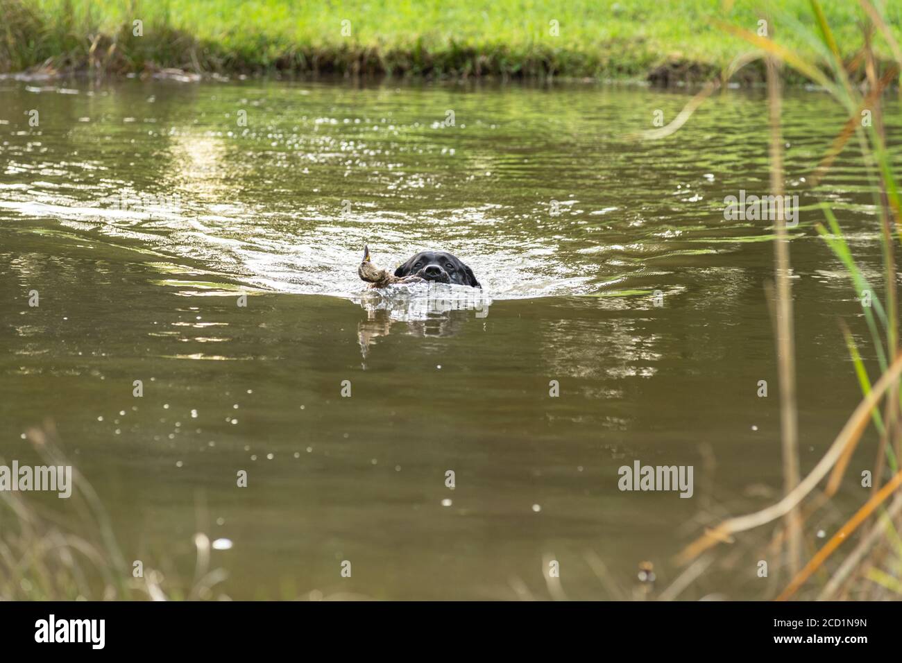 Labrador retriever holding duck hi-res stock photography and images - Alamy