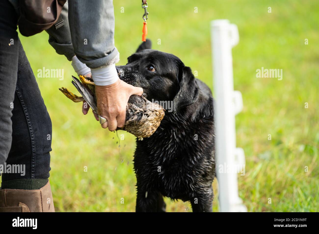 Labrador retriever holding duck hi-res stock photography and images - Alamy