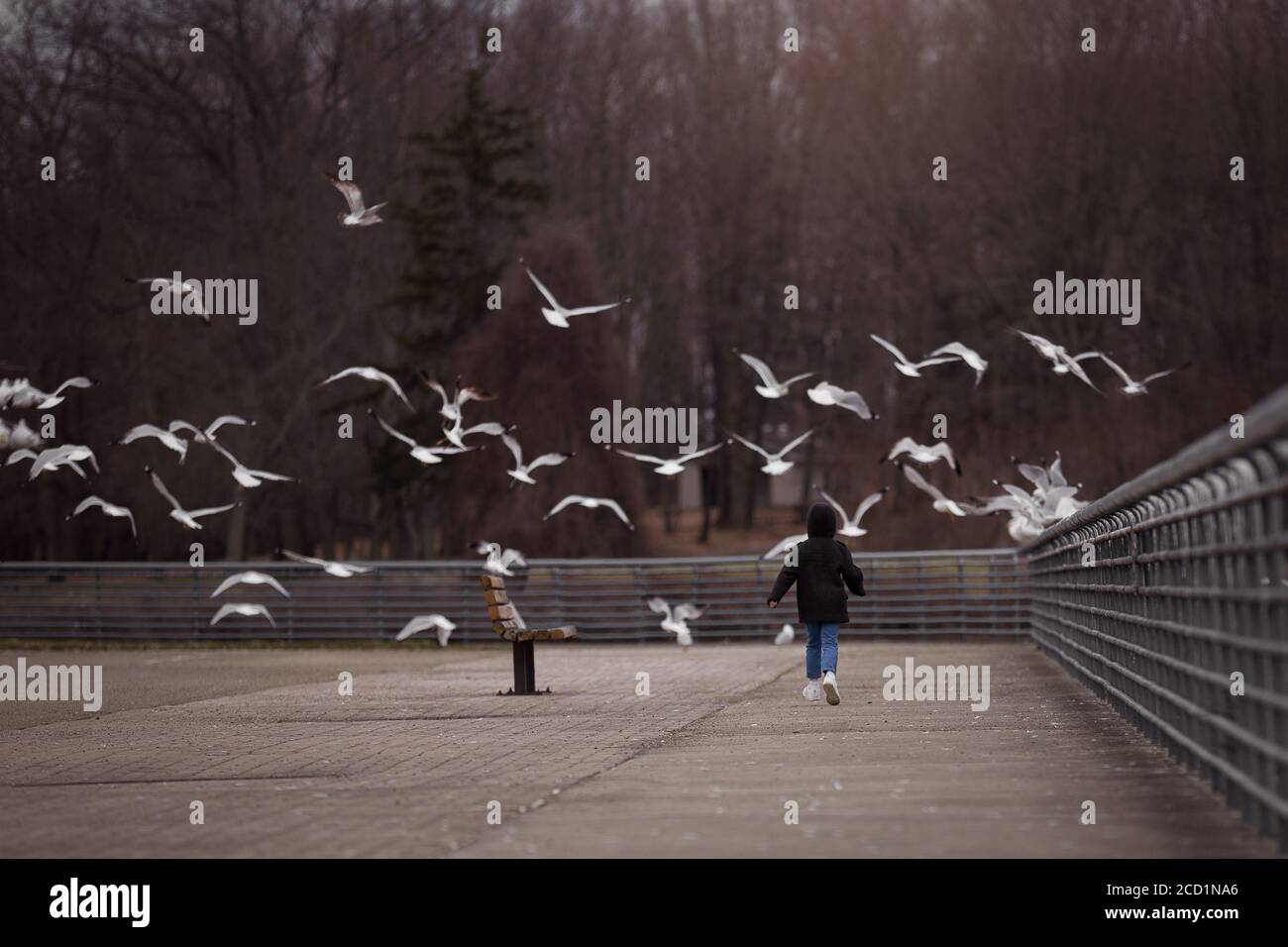 Boy chasing bird hi-res stock photography and images - Alamy