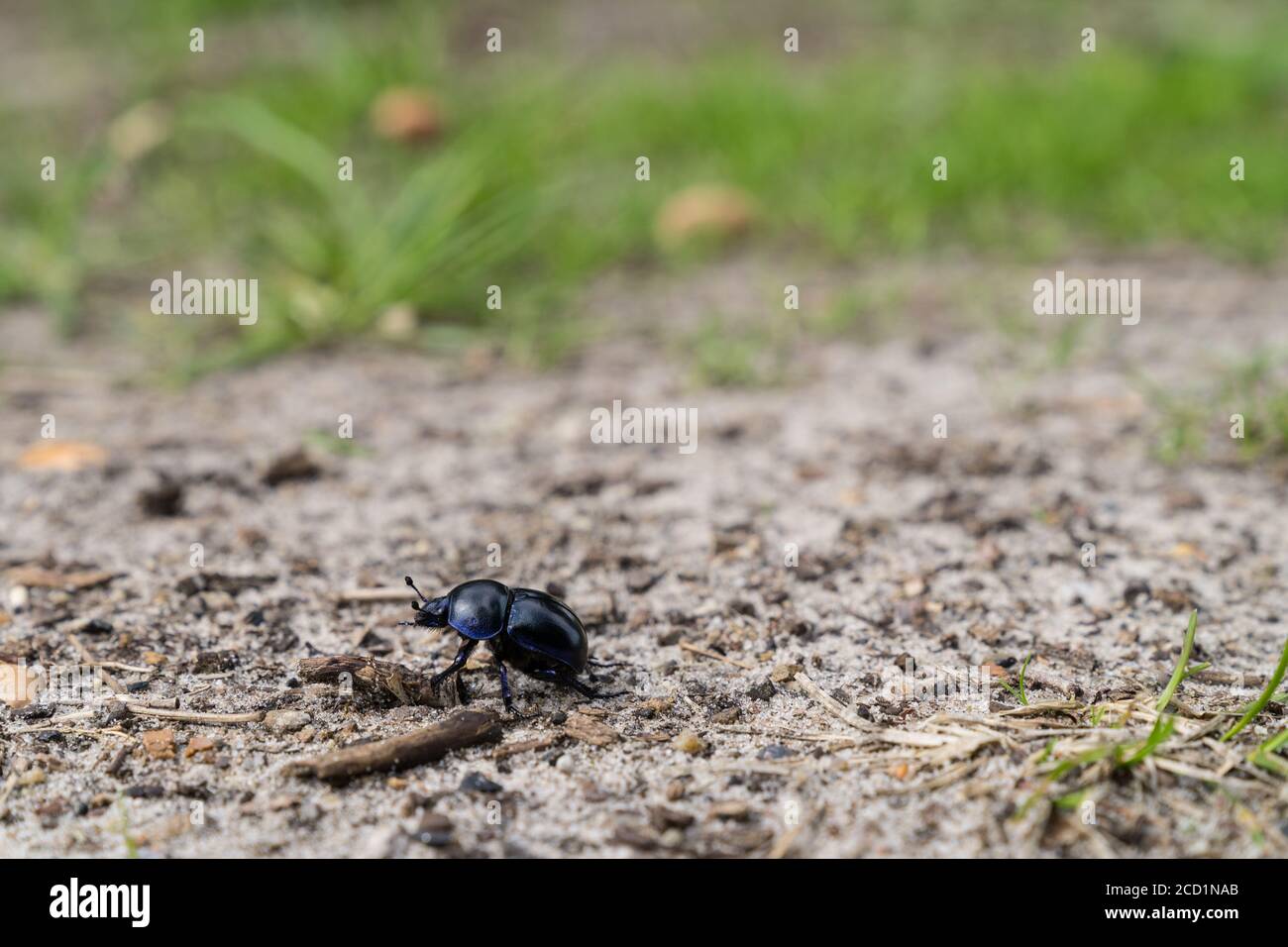 Dung beetle walking across a path in heather flied in Den Treek The ...