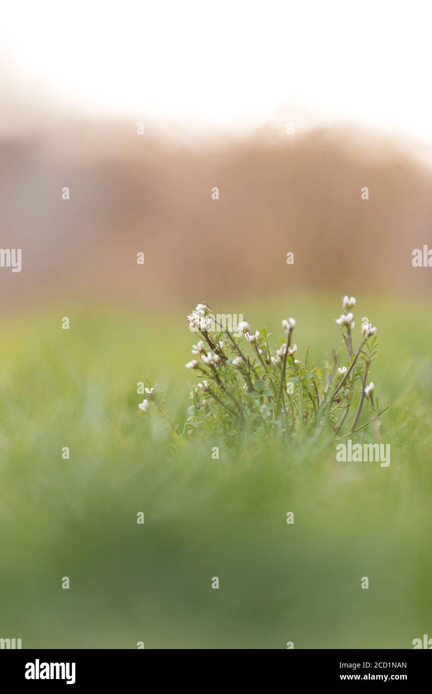 Lawn weed flower hi-res stock photography and images - Alamy