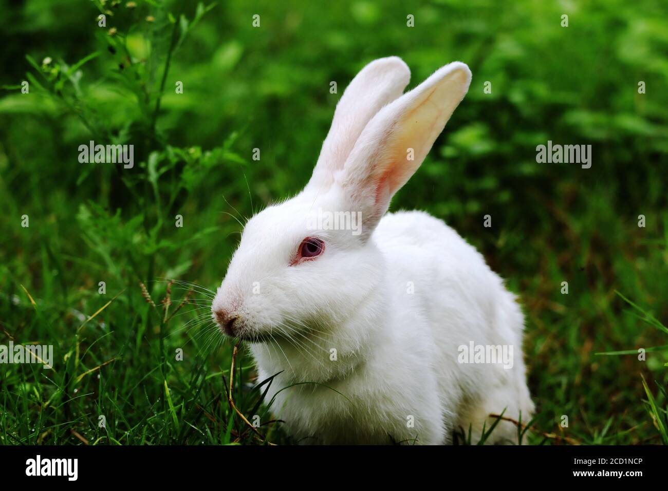 Flemish giant rabbit hi-res stock photography and images - Alamy