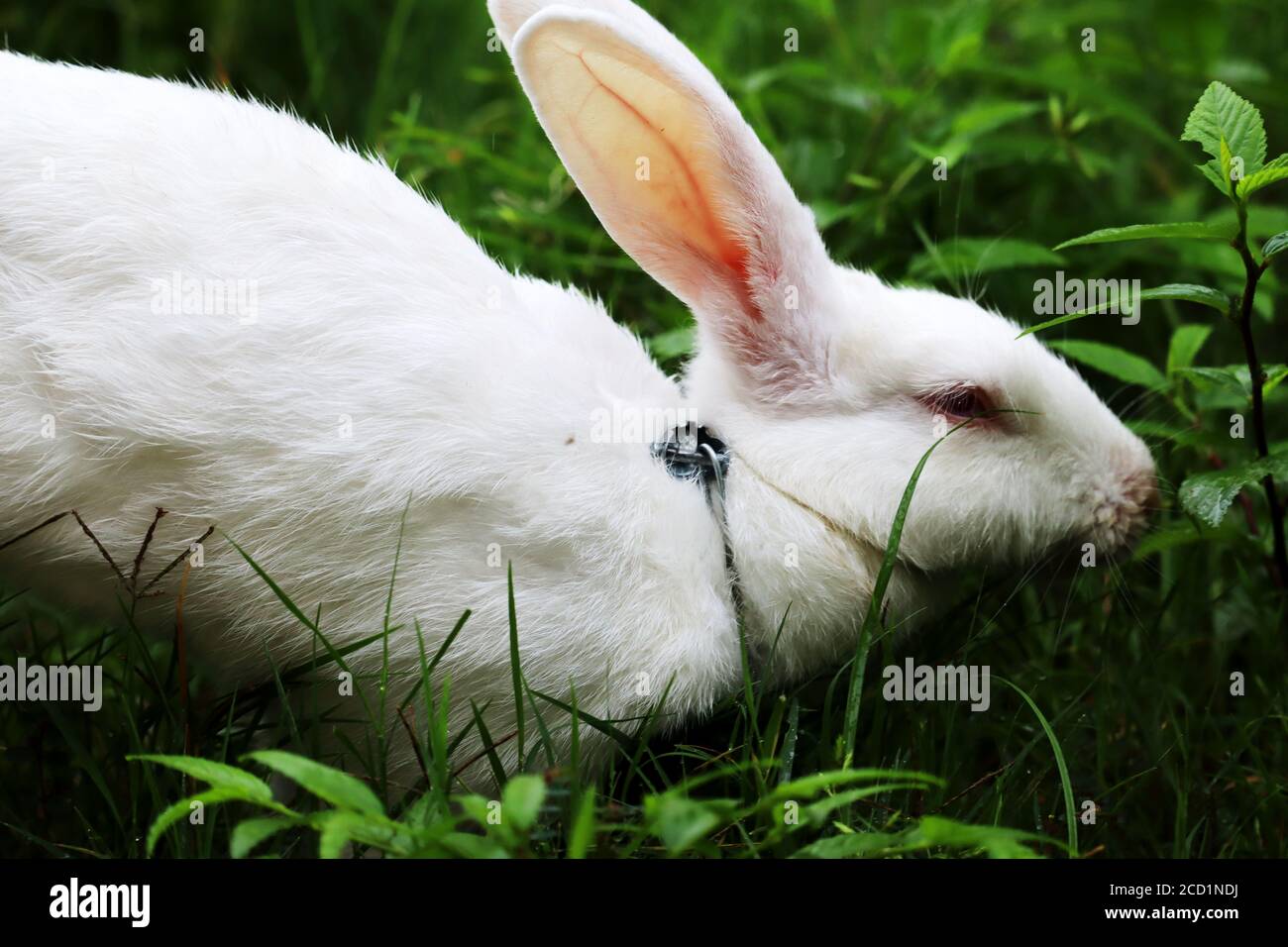 Flemish giant rabbit yellow hi-res stock photography and images - Alamy