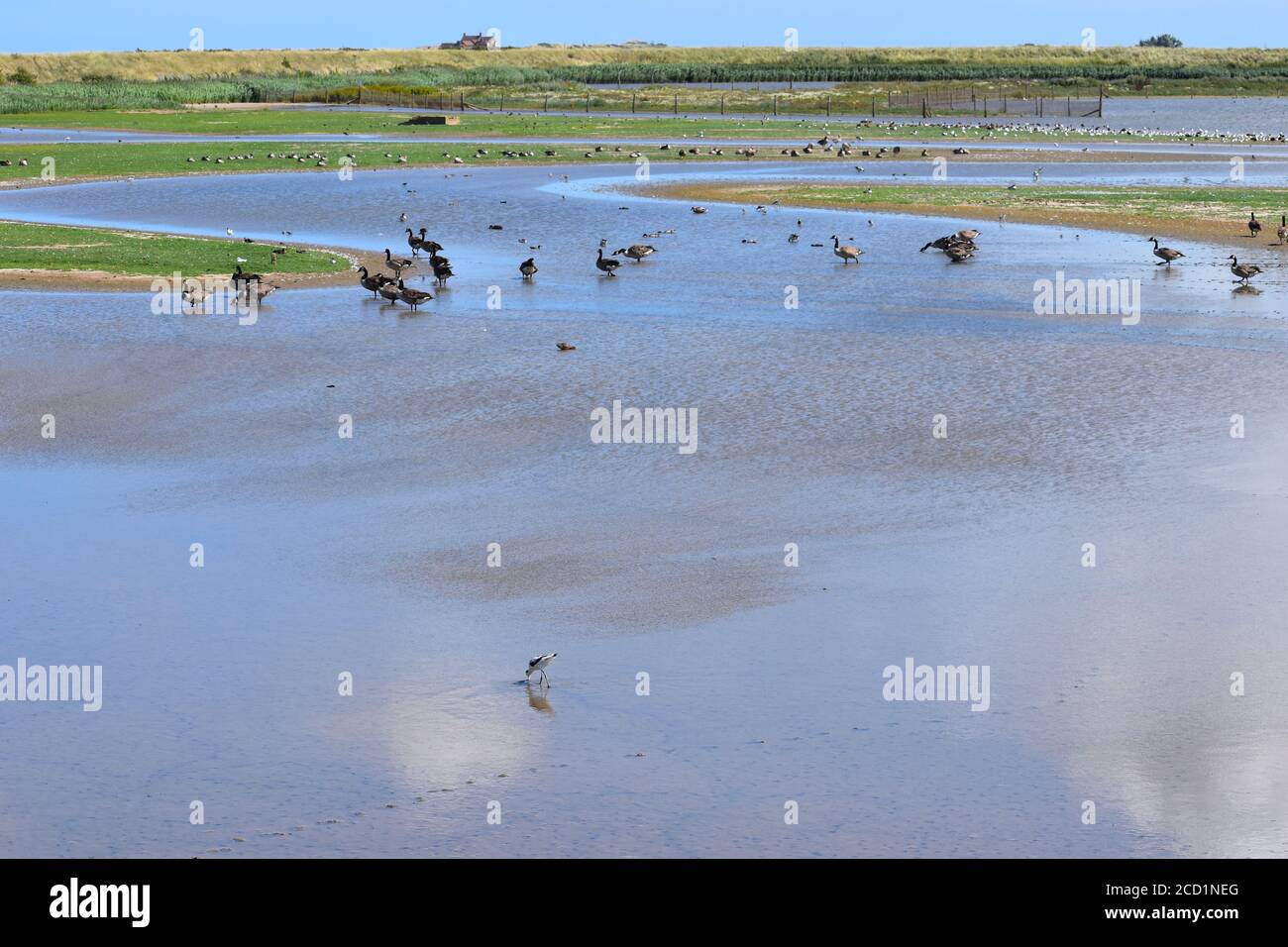 Blakeney nature reserve avocet hi-res stock photography and images - Alamy