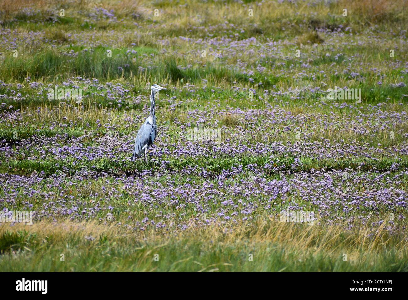 A large UK wetland bird Juvenile grey herons without dark head and ...