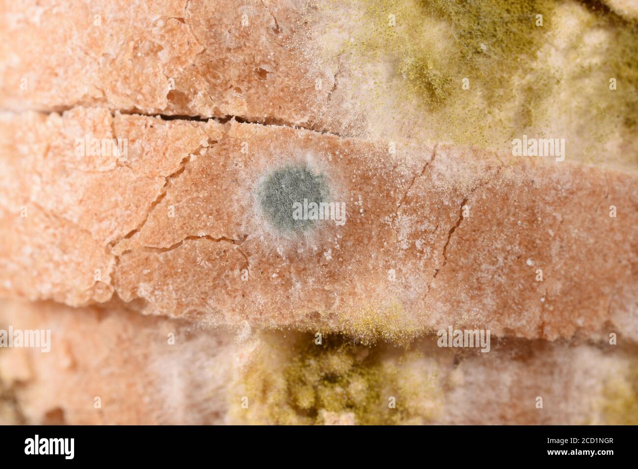 Closeup mold at different stages growing on bread can be hazardous to ...