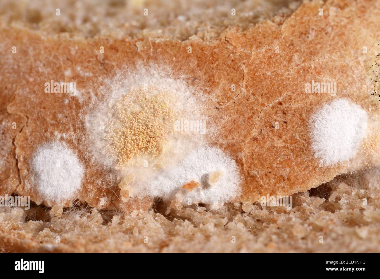 Closeup mold at different stages growing on bread can be hazardous to ...