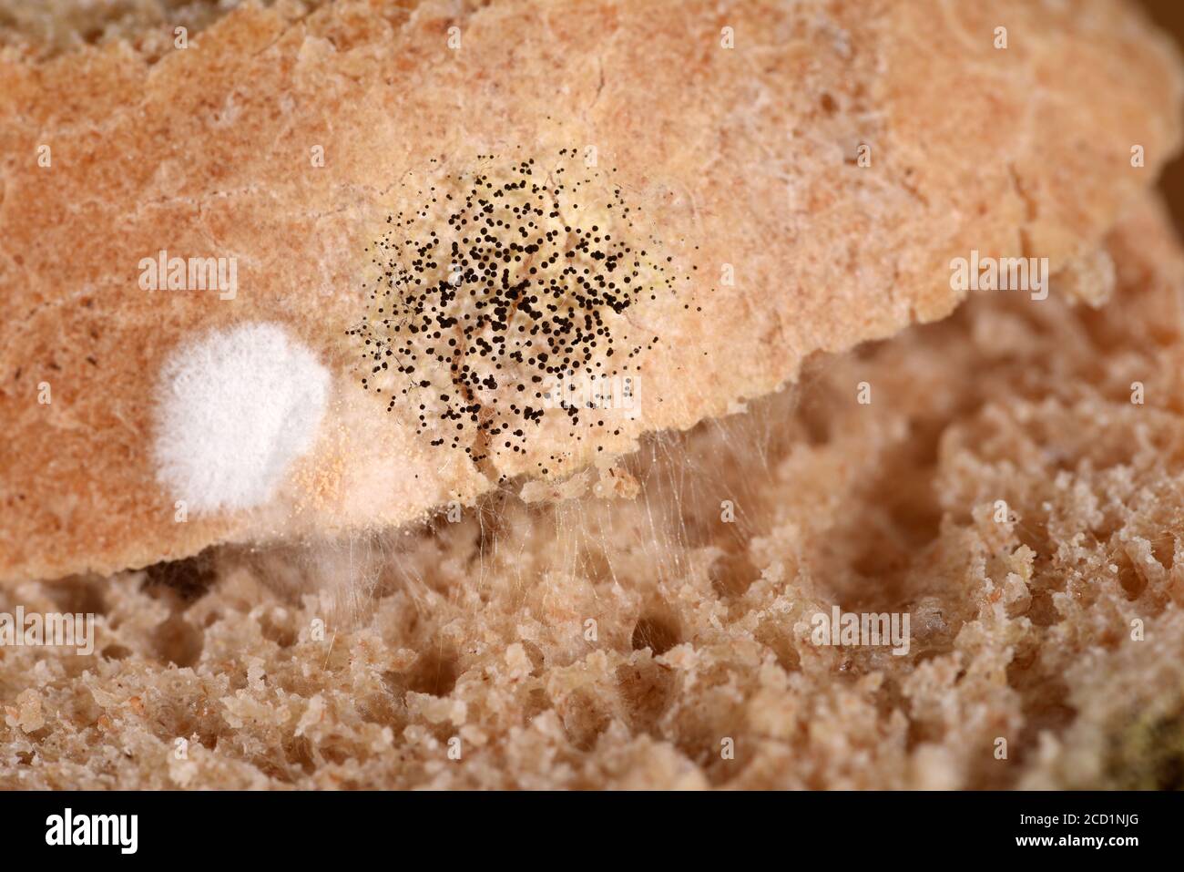 Closeup mould at different stages growing on bread can be hazardous to ...