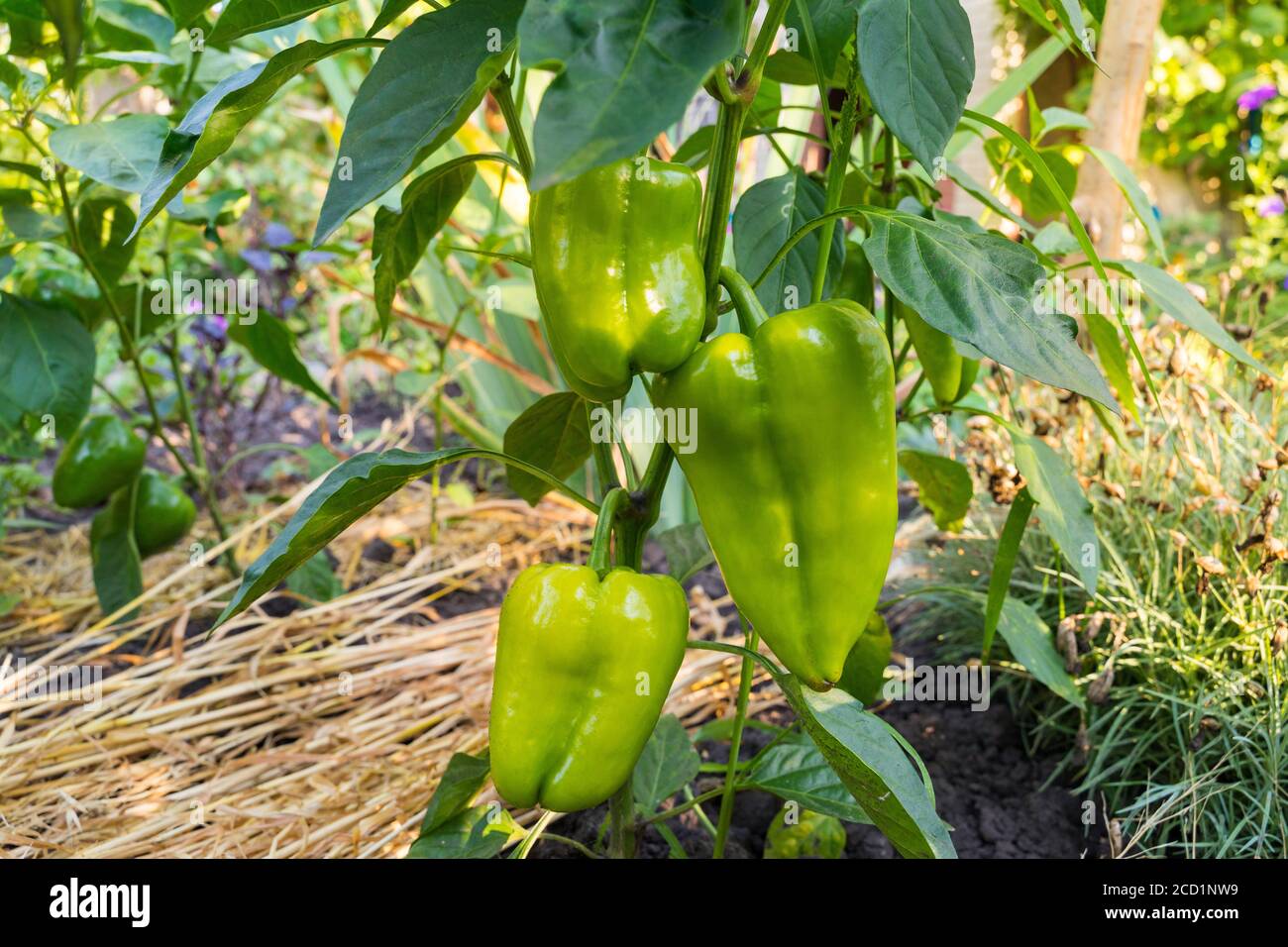 Paprika growing in a field hi-res stock photography and images - Alamy