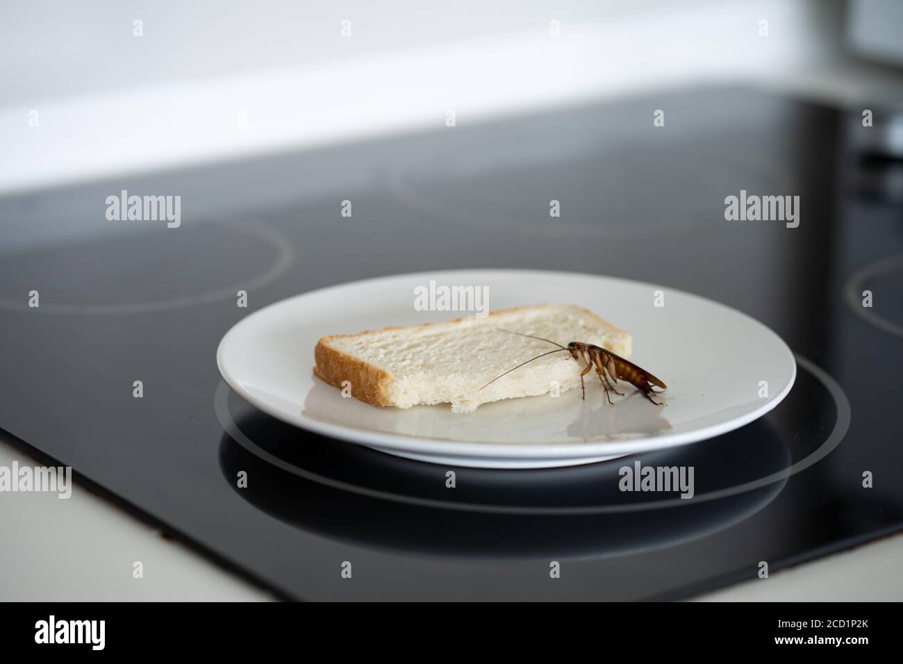 A cockroach is sitting on a piece of bread in a plate in the kitchen ...