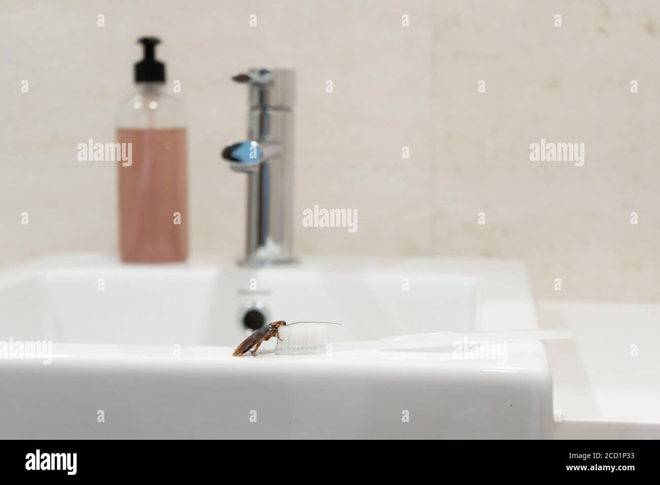 Cockroach in the bathroom on the sink. The problem with insects Stock ...