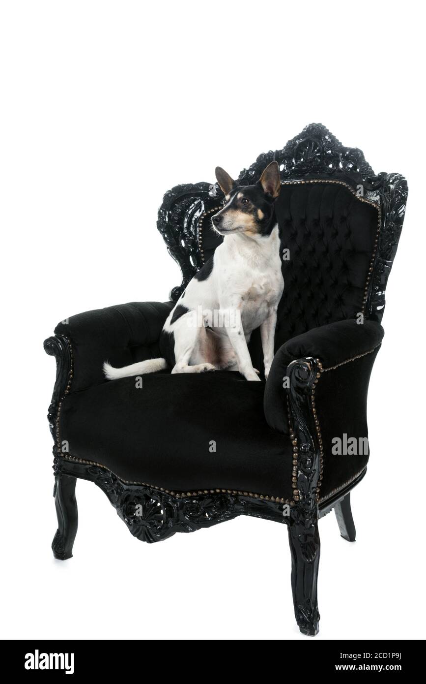 Dutch boerenfox terrier dog sitting in a chair facing the camera ...