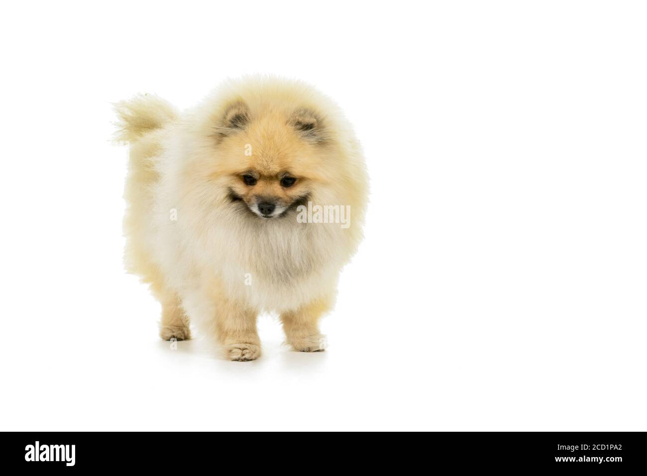Cream and white Pomeranian - Dwarf Spitz dog isolated on a white ...