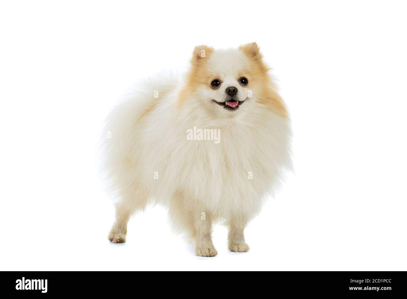 Cream and white Pomeranian - Dwarf Spitz dog isolated on a white ...