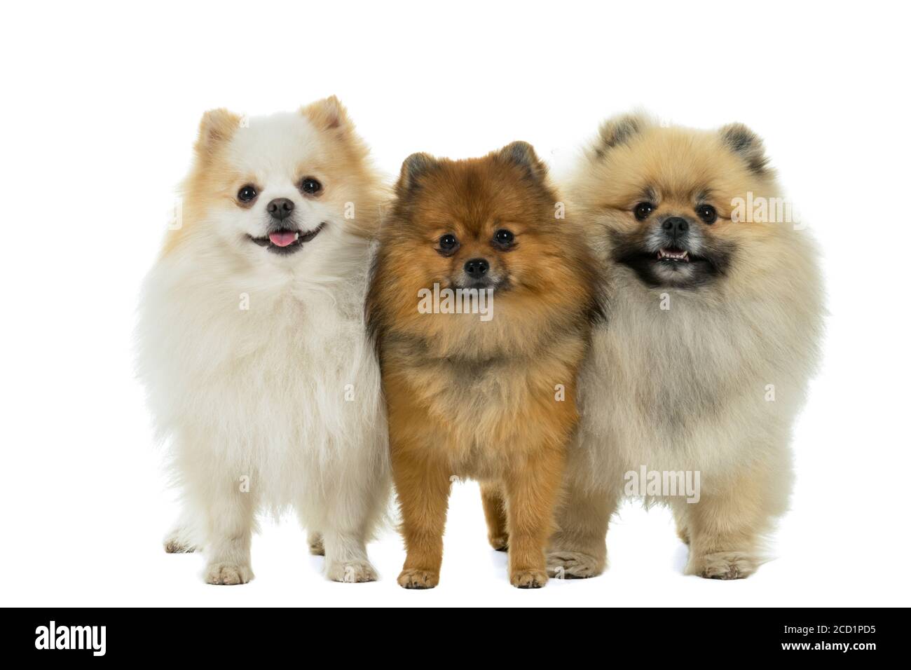 Three Pomeranian - Dwarf Spitz dogs standing in a row isolated on a ...