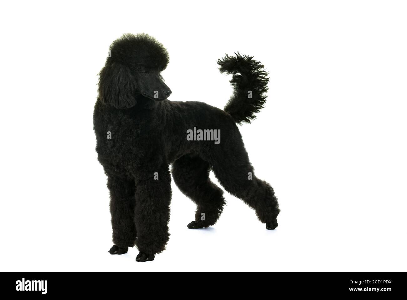 A black king poodle isolated in white Stock Photo - Alamy