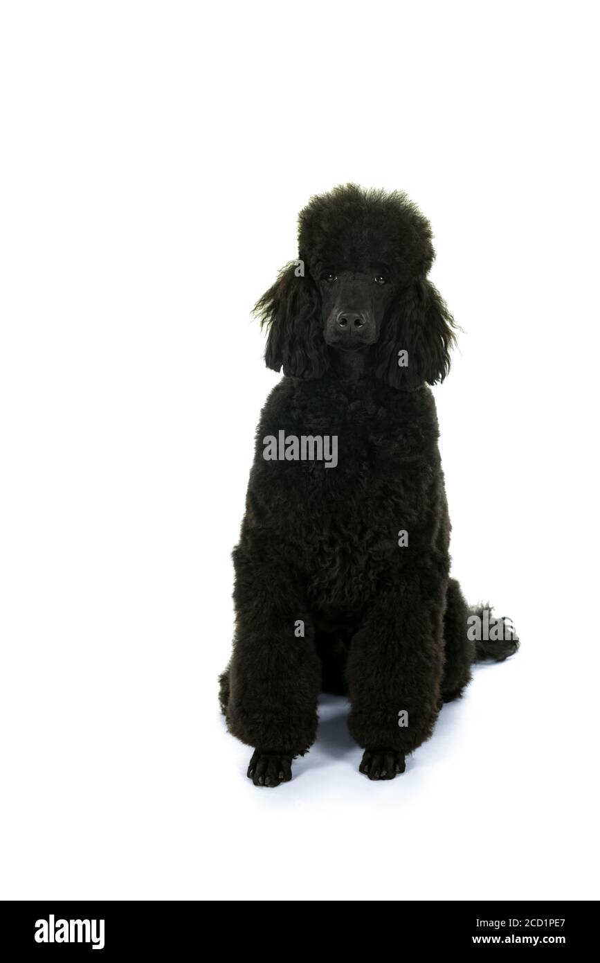 King poodle hi-res stock photography and images - Alamy