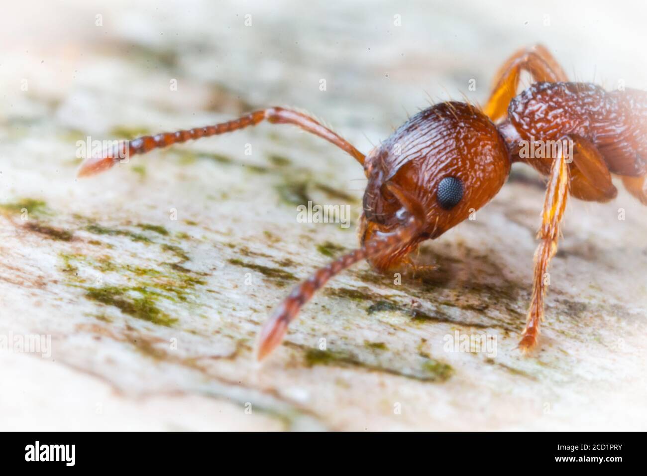 Formica rubra hi-res stock photography and images - Alamy