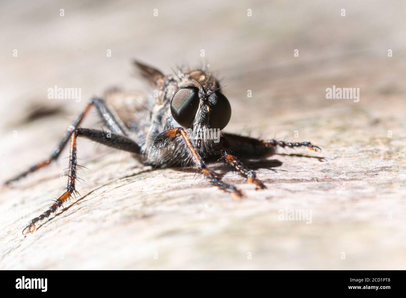Cavenham heath national nature reserve hi-res stock photography and ...
