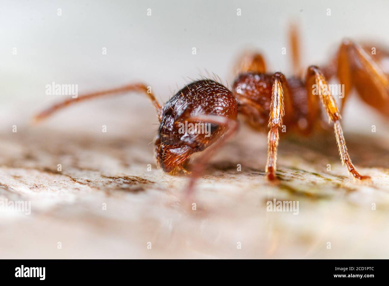 Common red ant myrmica rubra hi-res stock photography and images - Alamy