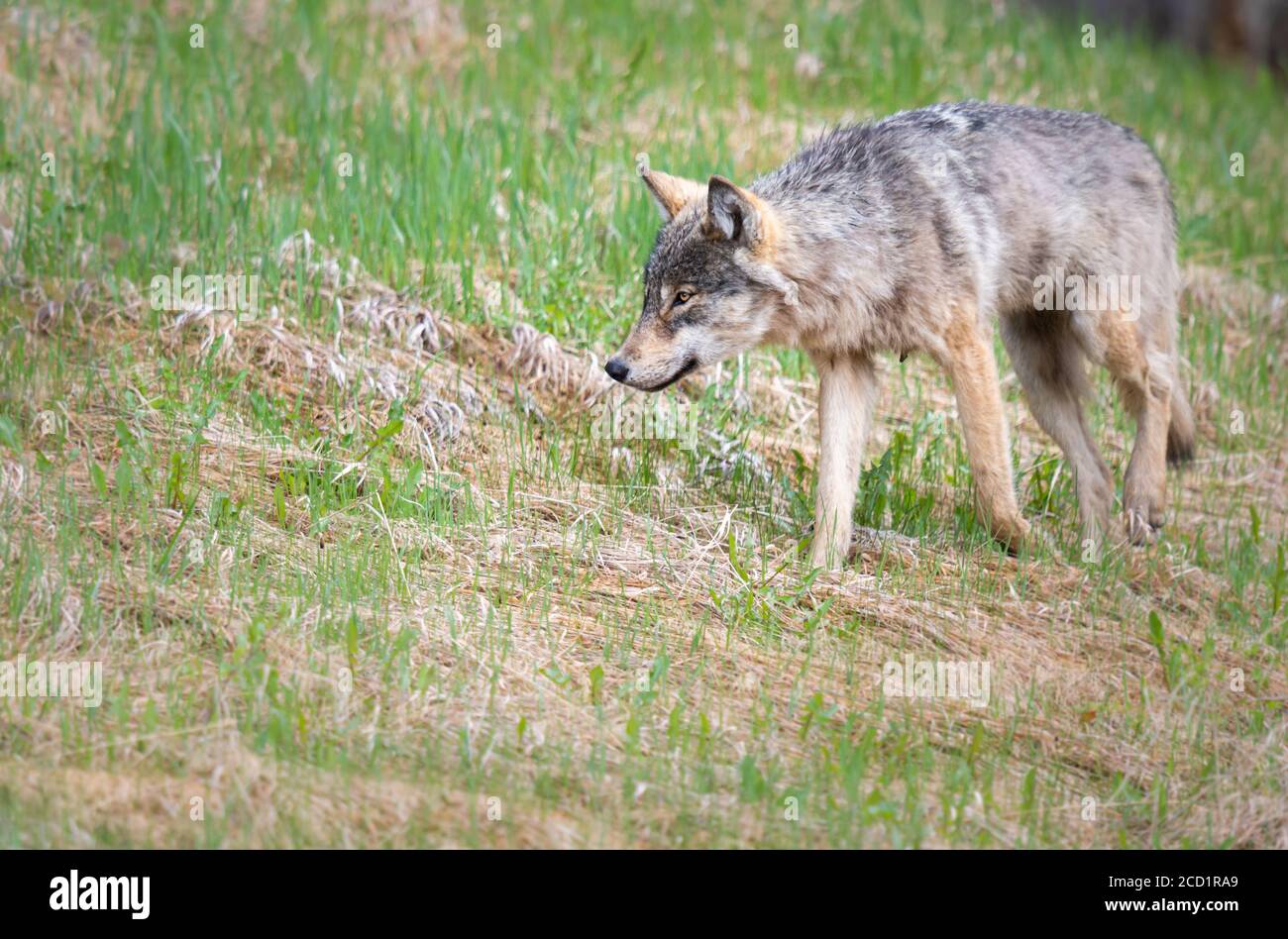 Wolf in the Canadian wilderness Stock Photo - Alamy