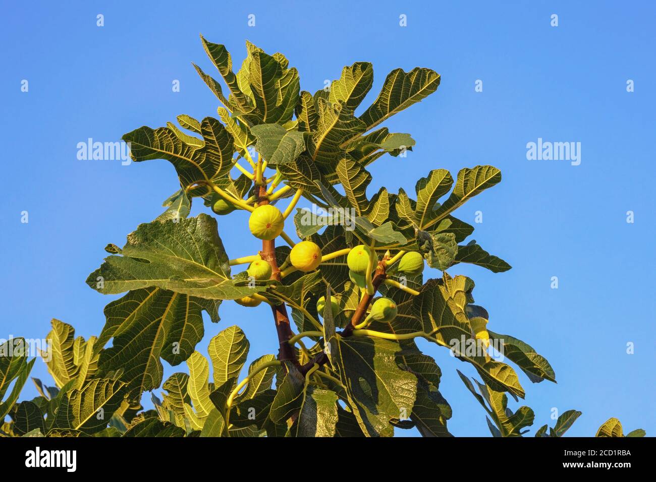 Fig tree hi-res stock photography and images - Alamy