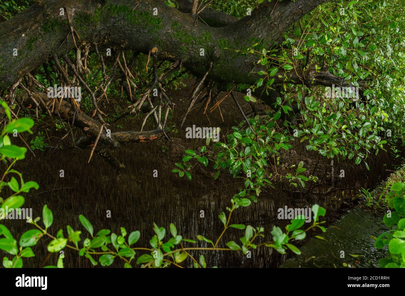 Close-up of mangrove roots in damp swamp along the coast of Mandovi ...