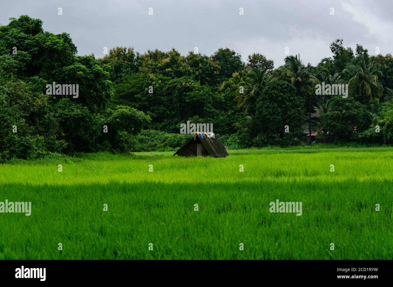 Hut in the midst of lush green field at Divar Island, Ilhas, Goa, India ...