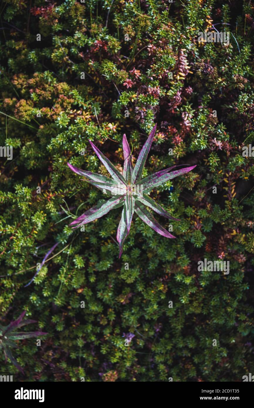 Creeping bush hi-res stock photography and images - Alamy