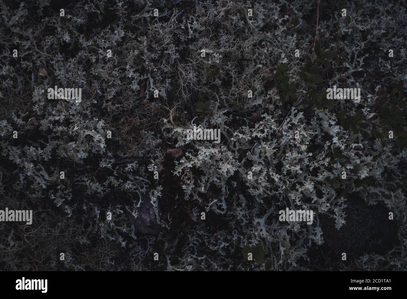 Textures of rock with mosses and lichens. Arctic flora Stock Photo - Alamy