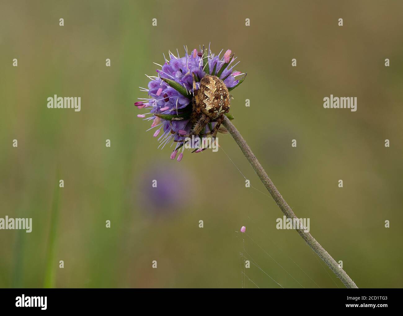 Bog Spider High Resolution Stock Photography and Images - Alamy