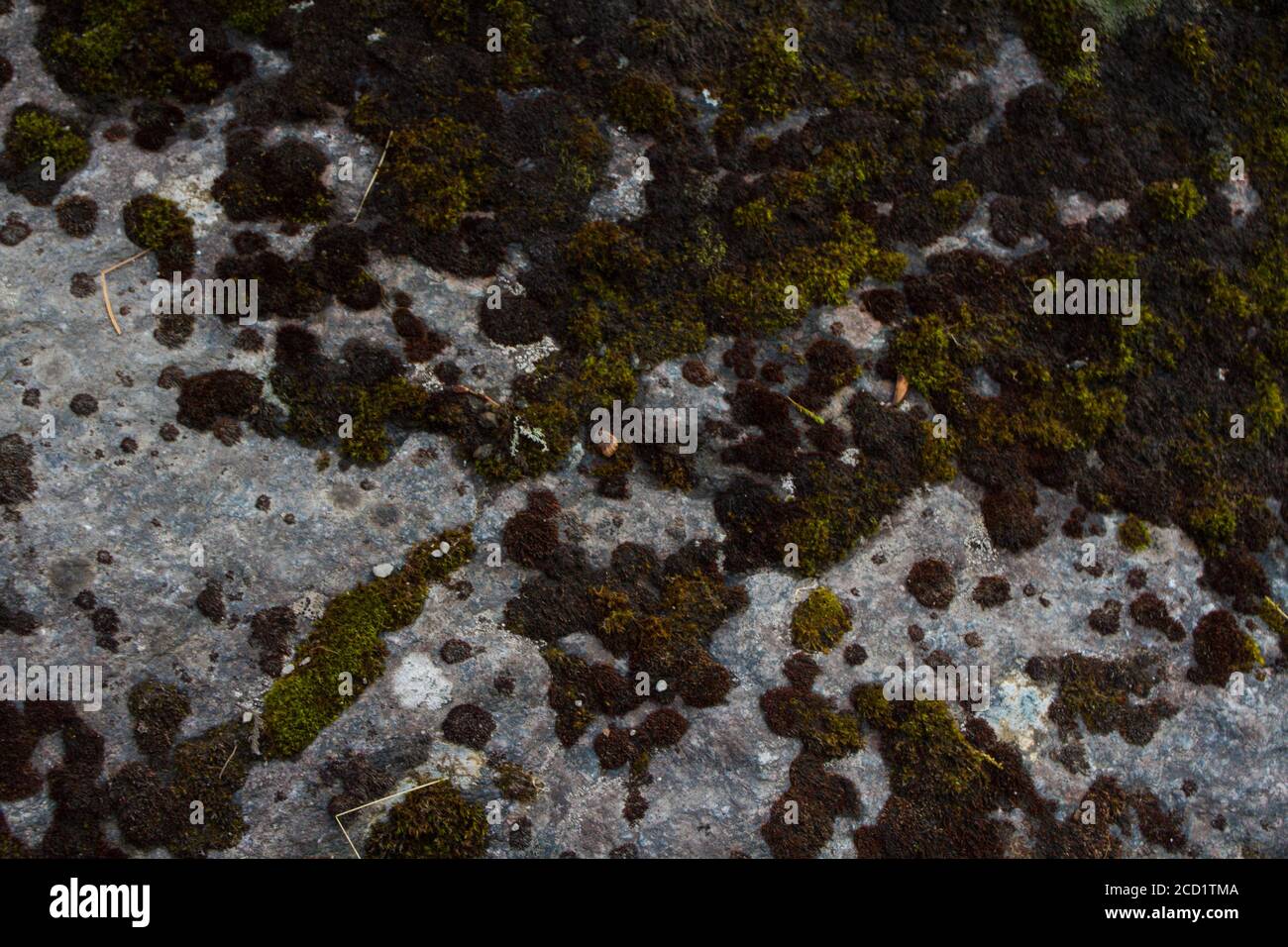 Textures of rock with mosses and lichens. Arctic flora Stock Photo - Alamy