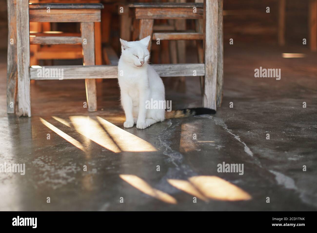 Tabby cat under table hi-res stock photography and images - Alamy