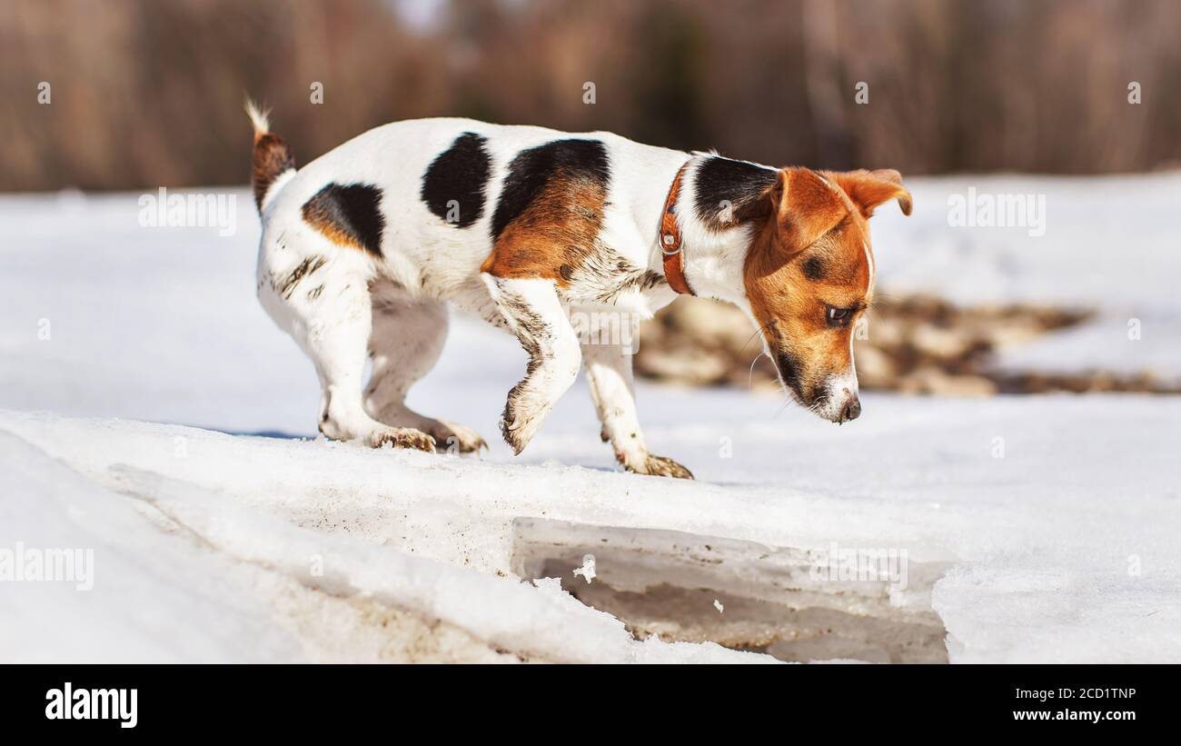 Small Jack Russell curious, exploring melting ice on thawing river in ...