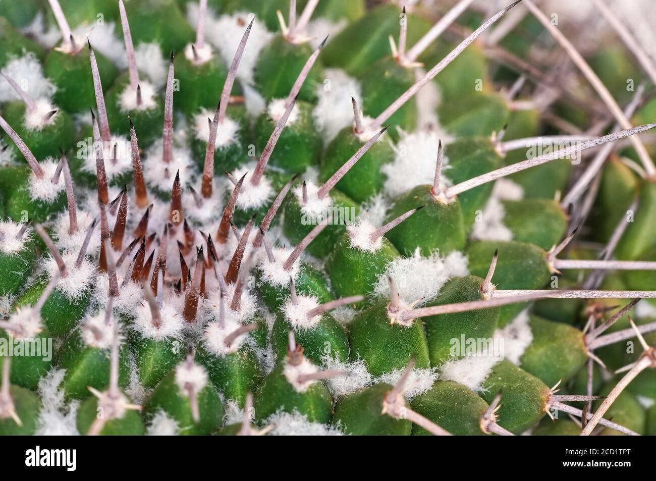 Sharp thorns hi-res stock photography and images - Alamy